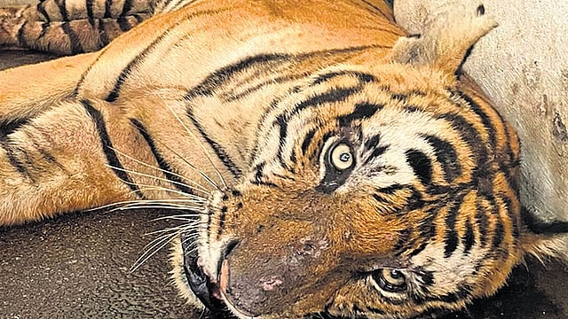 Tiger captured in Wayanad shifted to Thiruvananthapuram zoo
