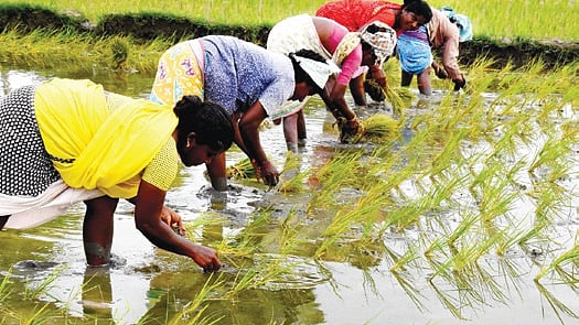 Telangana top paddy producer in India, yet sees decline in yield per acre