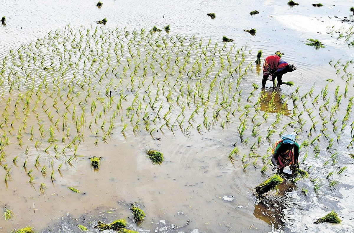 Tamil Nadu: Groundwater comes to aid, kuruvai cultivated in 3.32 lakh ...