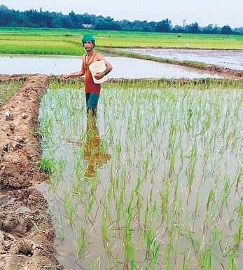 Pest menace threatens paddy crops amid continuous rains in Odisha