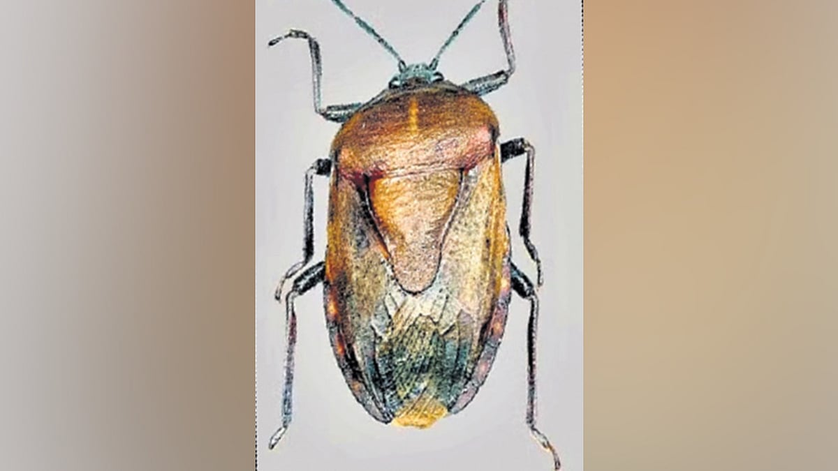 Edible bugs not just a delicacy in Northeast, have health benefits too