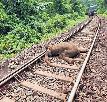 Three jumbos die in Odisha in 24 hours, electrocution cases rise