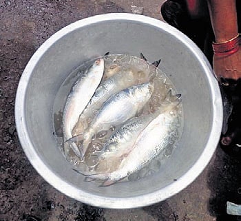 Odisha: At Rs 2,000 per kg, Hilsa out of common man’s reach