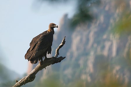 Tamil Nadu Forest Department to geo-tag vultures to track their ...