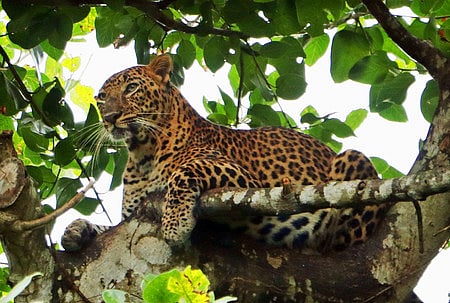 Locals panic as leopard kills cattle