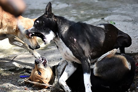 Four hospitalised as stray dog bites 11 in Tiruppur