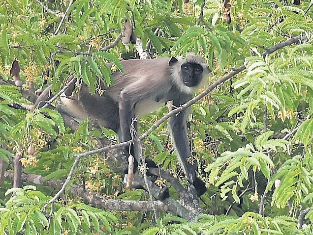 Out of confines, runaway gray langur enjoys ‘all-new freedom’ at ...
