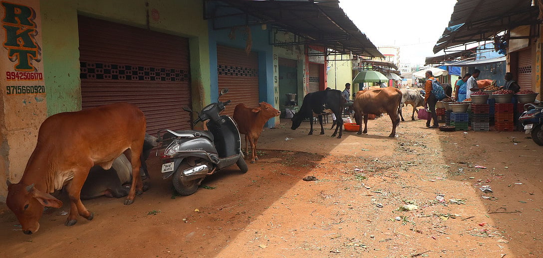 Madurai's Mattuthavani central market plagued by sewage stagnation ...
