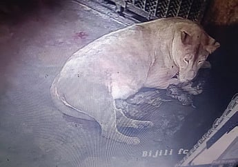 Nandankanan Zoo welcomes quintuplets as lioness Bijli gives birth