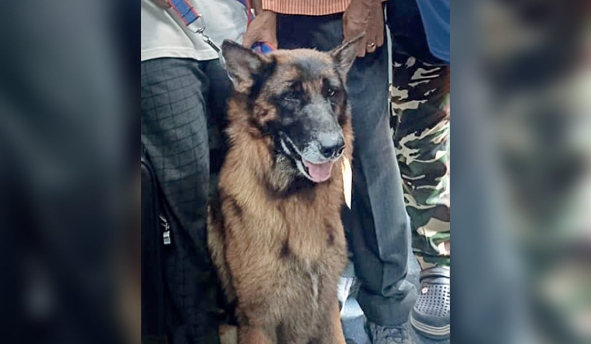 Odisha’s K9 rescue dog 'Storm' to help in search and rescue operations ...