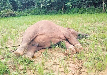 Elephant electrocuted in Sundargarh village