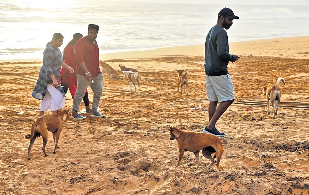 Stray dog menace: Kerala fails to ramp up vaccination and sterilisation ...