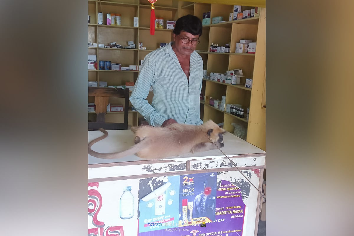 Odisha: Monkey ‘seeks’ treatment at medical shop