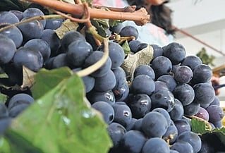 Bangalore Blue grapes turn juicy for farmers