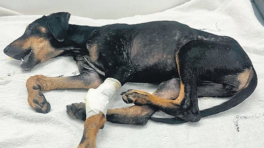 Kerala: Injured puppy to undergo multiple surgeries on September 20