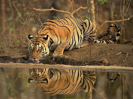 Uttarakhand activist seeks lifting of SC stay to revive CBI probe into Corbett tiger poaching