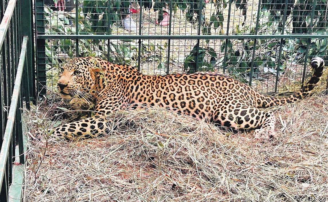 Leopard that spread fear caught in Pathanamthitta