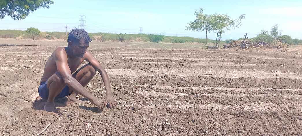 Feral pig menace: 1,500 acres of maize farms destroyed in Kovilpatti ...