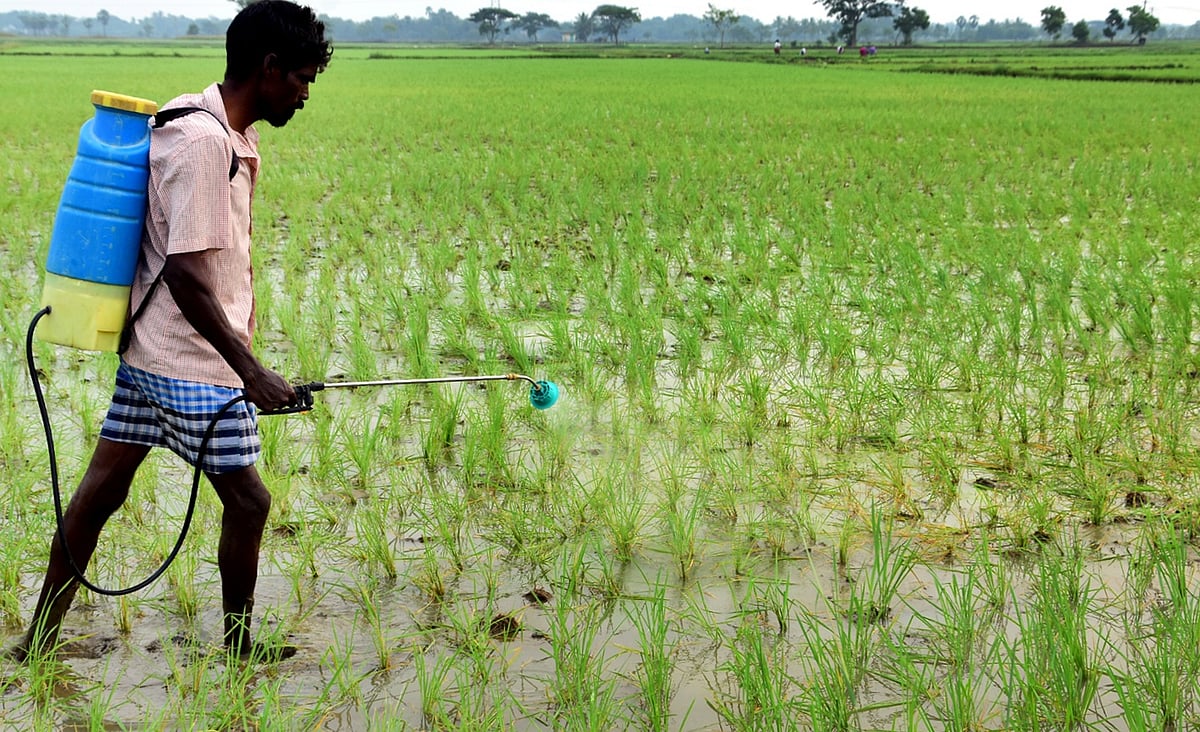 Samba cultivation hit by water turn system at Kallanai, say ...