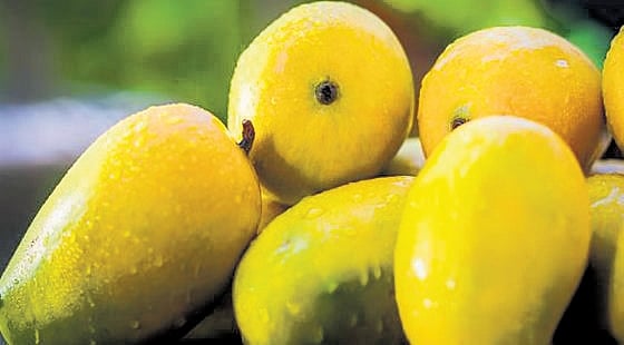 Country’s mango export now tastes global success