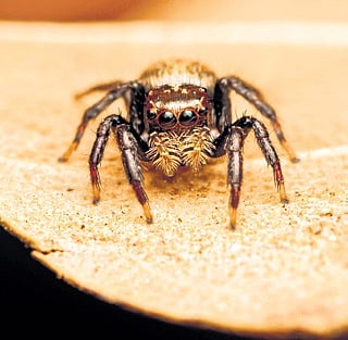 New genus of jumping spider found