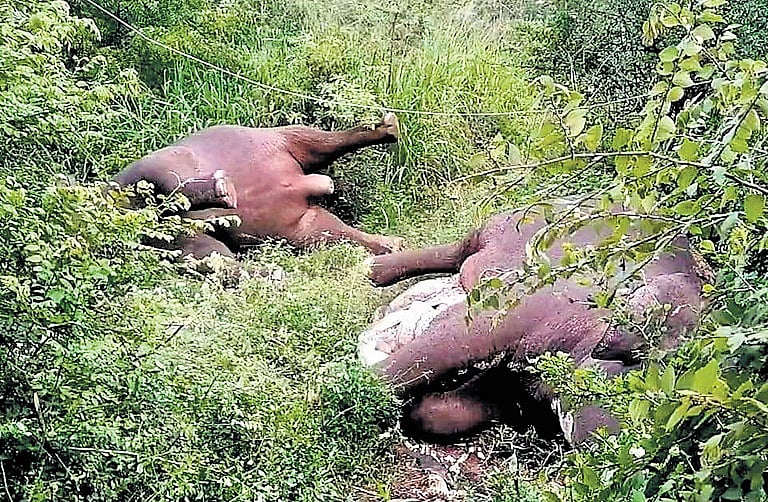 Two elephants electrocuted, tusker killed in infight in TN