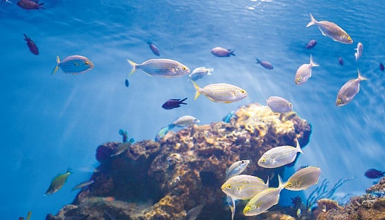 How about going on a fish walk?