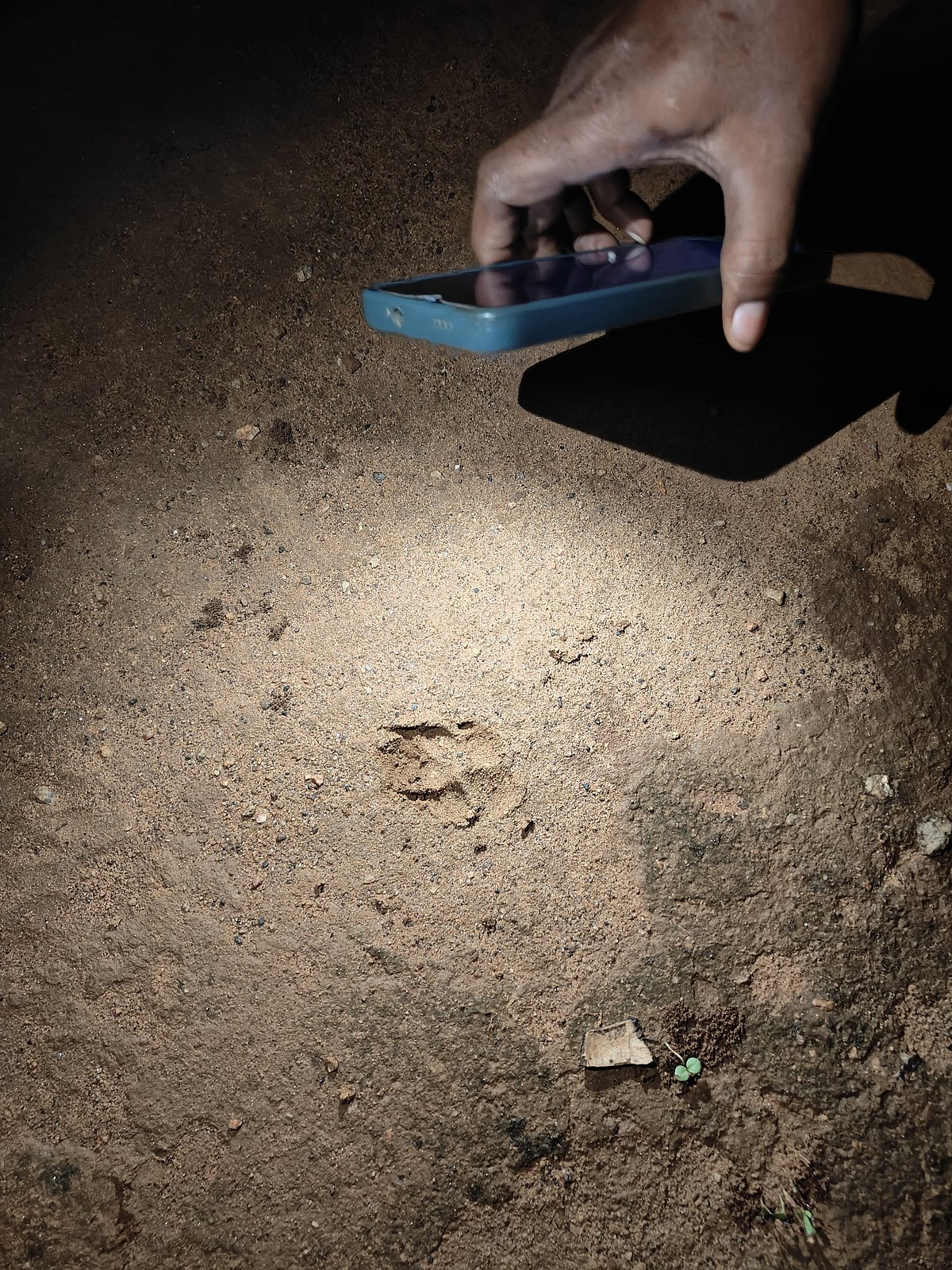 Leopard enters village near Sirumugai forest and kills goat, residents ...
