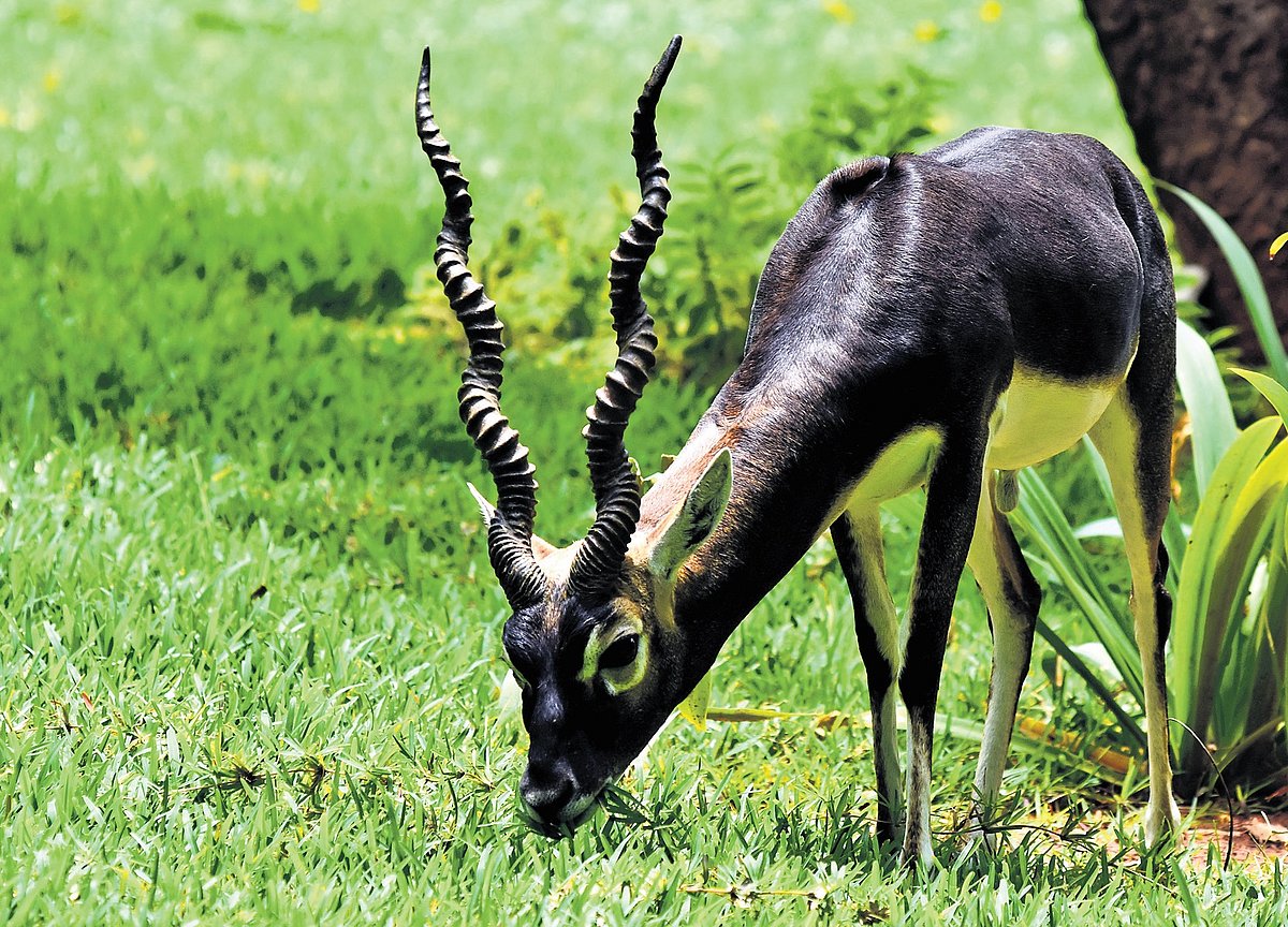 Roadkill, diseases threaten wildlife at IIT Madras