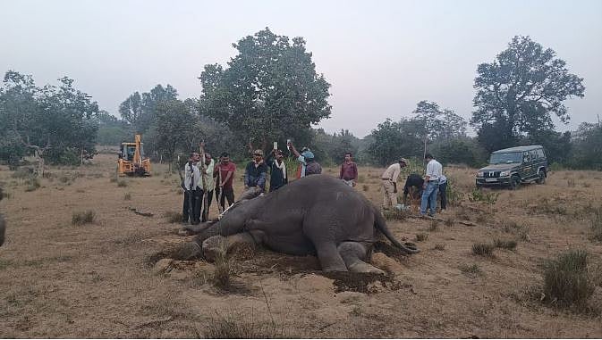 Eight elephants dead in MP’s Bandhavgarh Tiger Reserve in 24 hours