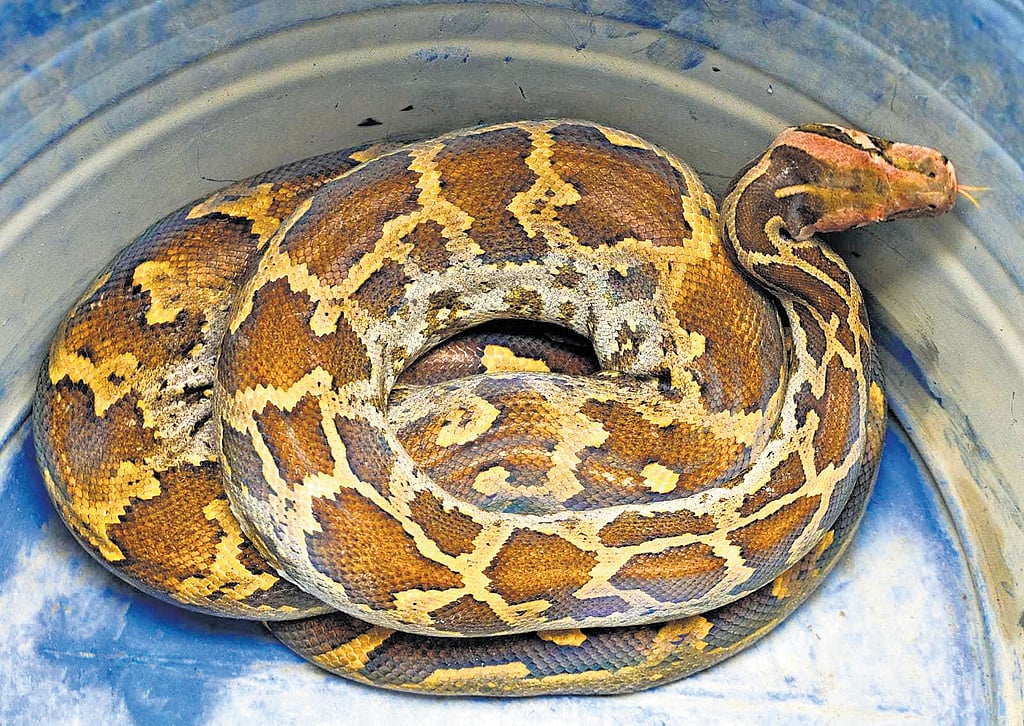 Kochi sees spurt in python spotting, forest department blames shrinking ...