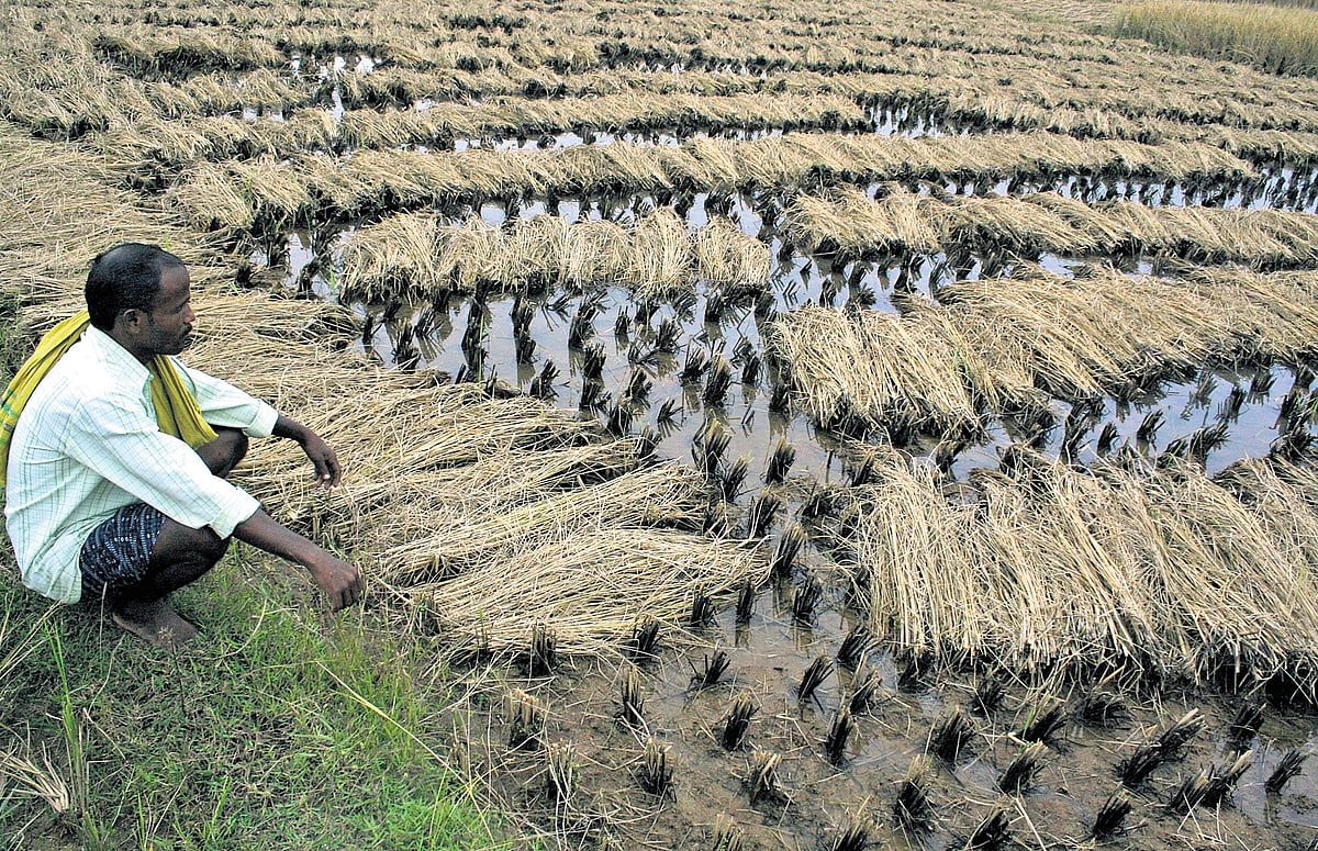 Rain and ruin: Crops on 1.05 lakh hectares of land damaged