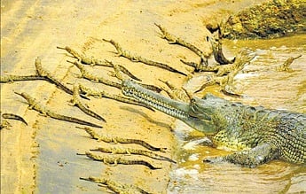 Forest department to launch 2nd phase gharial project in Mahanadi from ...