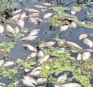 Sewage inflow causes fish kill in two lakes in Bengaluru