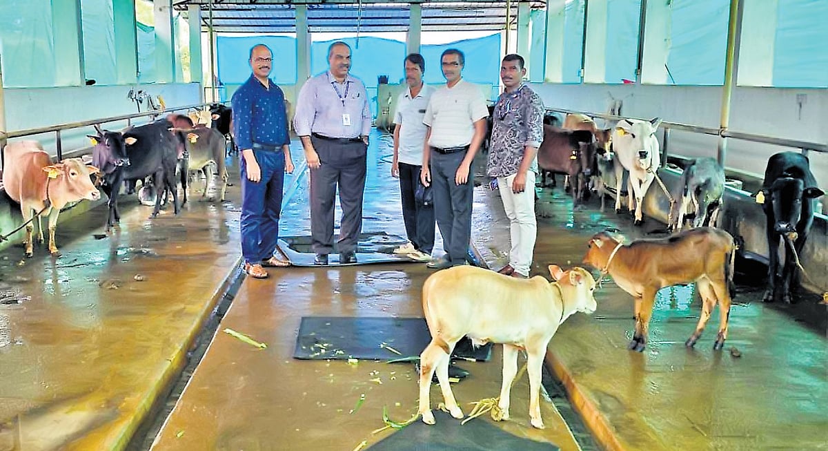 All eyes on moos! Efforts right on track to recognise Kasaragod’s dwarf ...