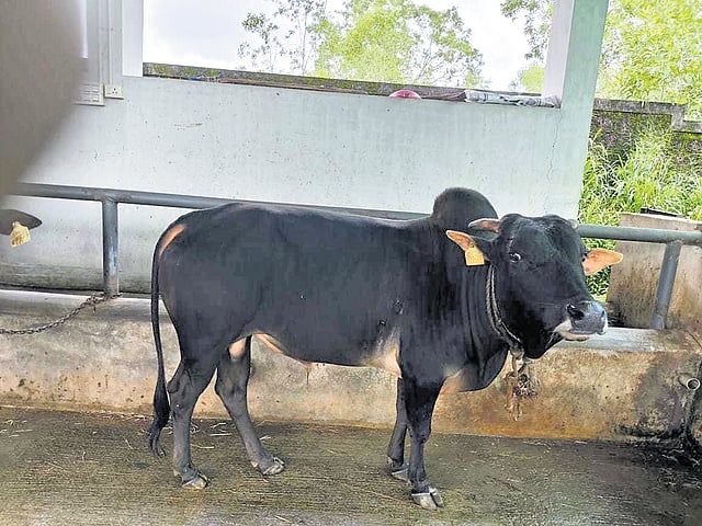 All eyes on moos! Efforts right on track to recognise Kasaragod’s dwarf ...