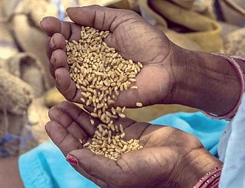 Winter rain induced by back-to-back western disturbances boon for wheat ...