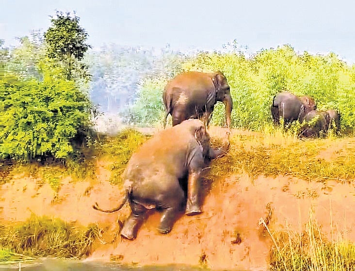 Elephant herd causes chaos in Andhra's villages, destroys crops and ...