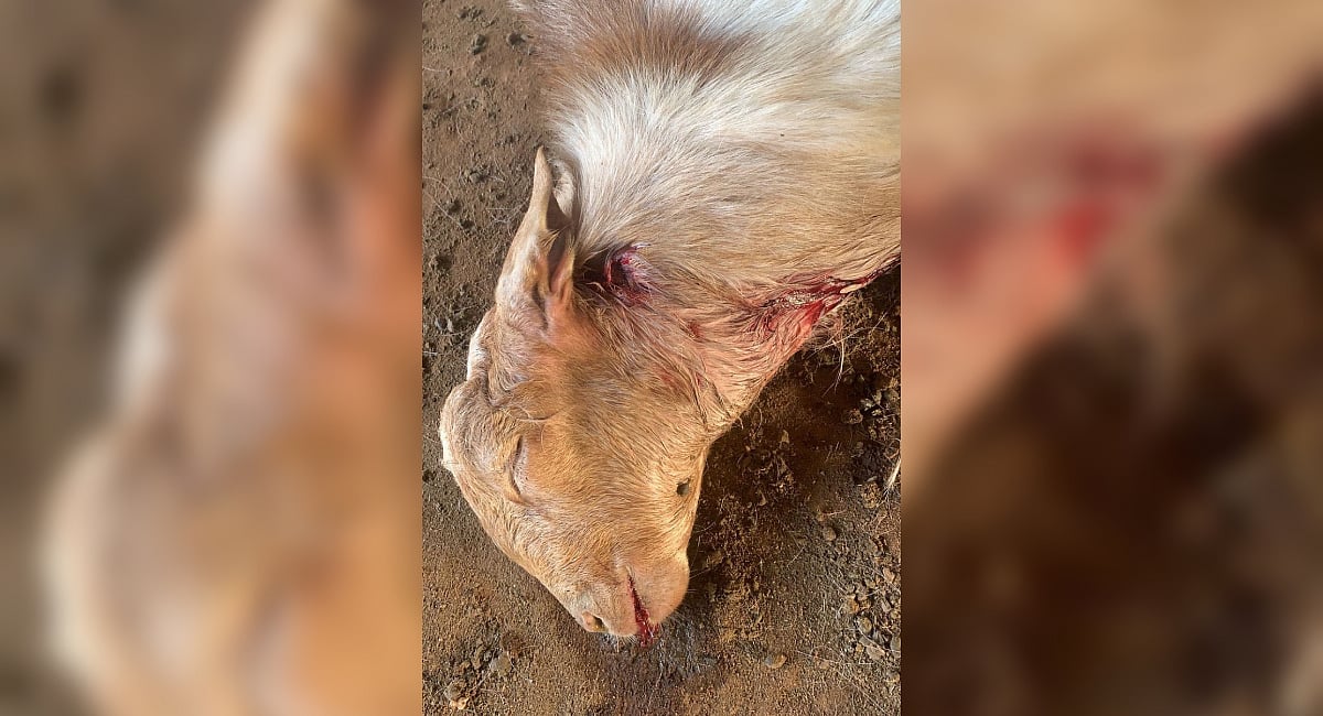 Goat killed in suspected wild animal attack at Chinna Thadagam in ...