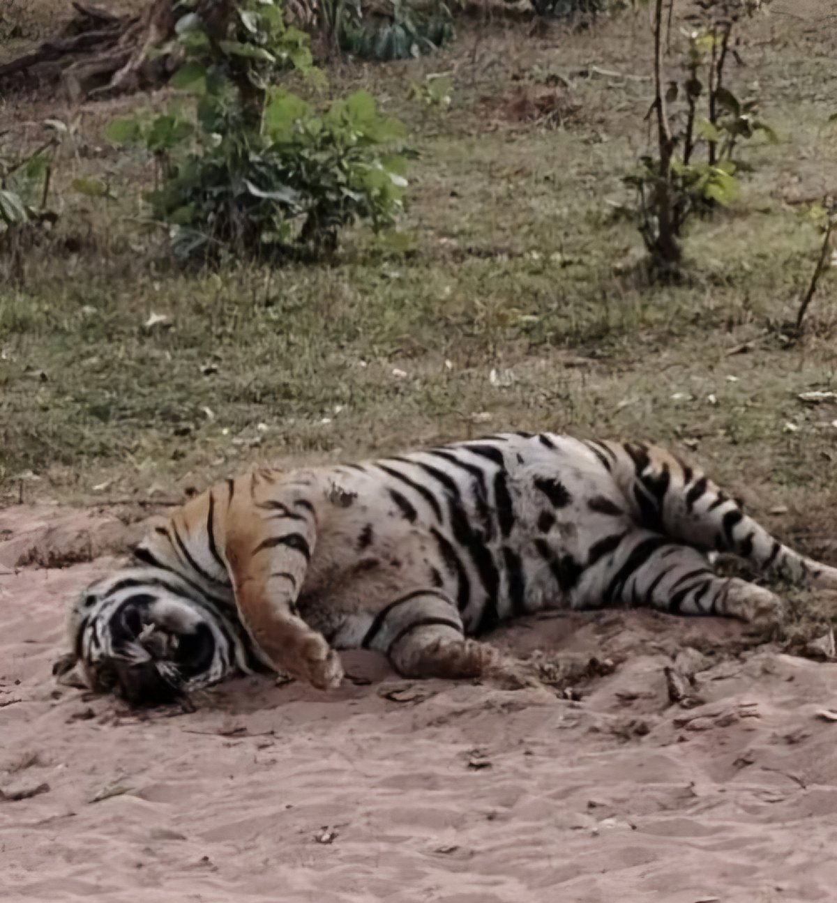 Tiger found dead in suspected poaching, third since 2022 in Chhattisgarh
