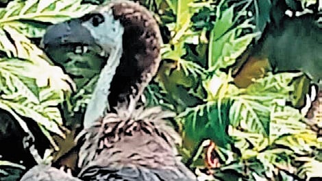 Tracker-tagged vulture found near Kadamba Naval Base