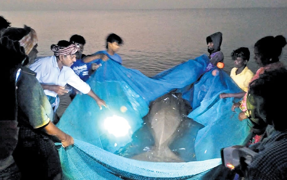 800-kg dugong trapped in seine net released back into sea off Thanjai