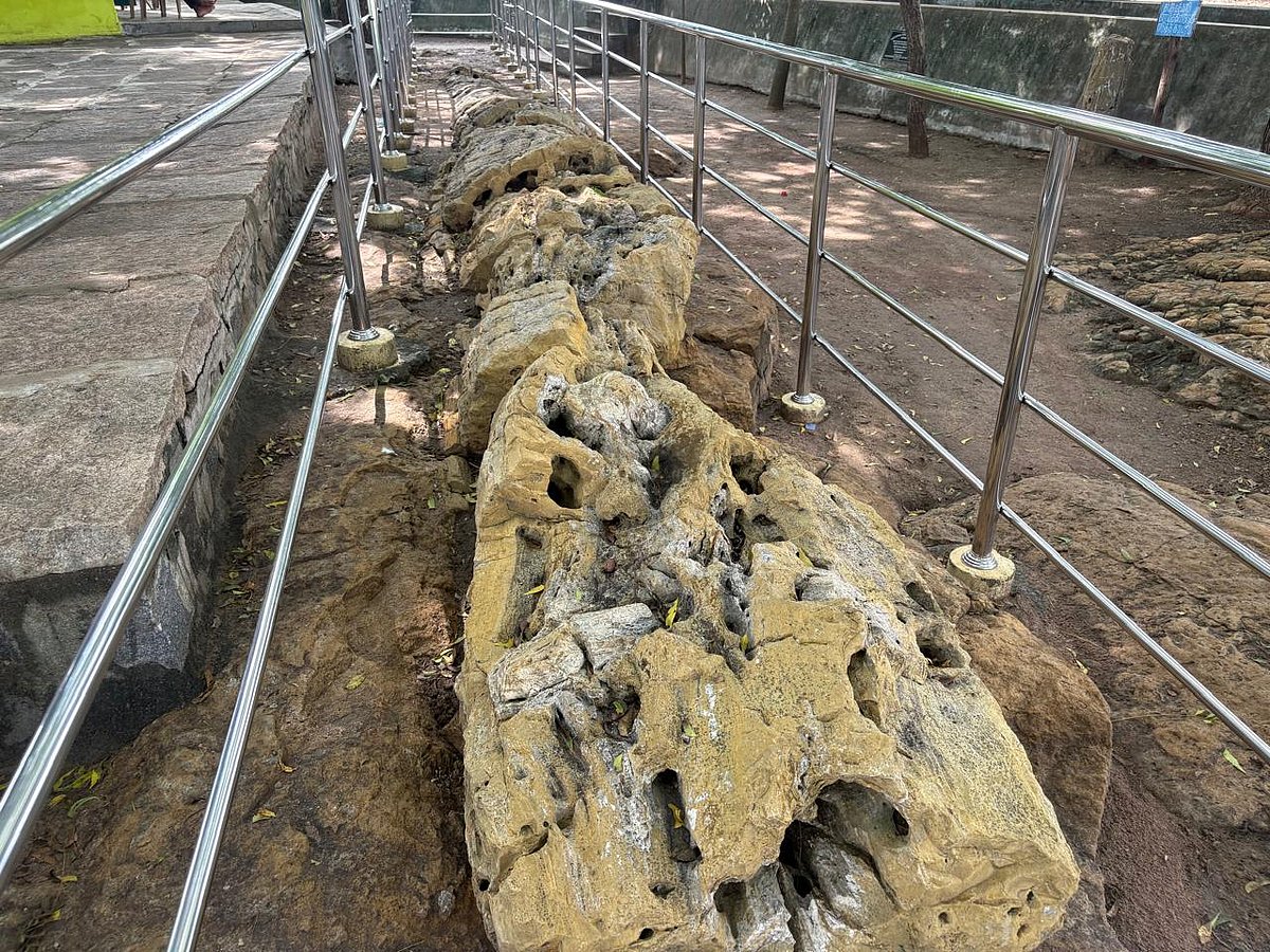 Poor facilities plague Tamil Nadu's Sathanur Fossil Wood Park