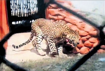 RSP’s IG Park zoo gets two leopards