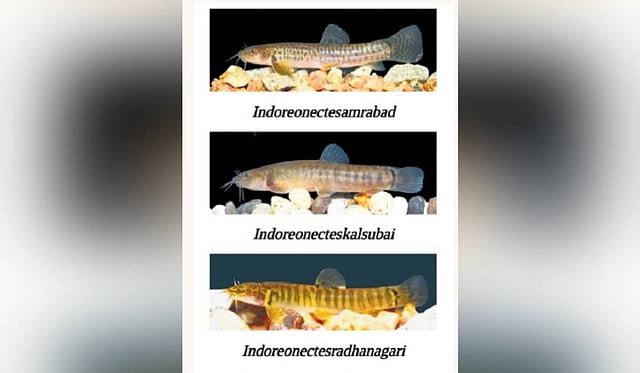 New fish species discovered in Telangana, Maharashtra