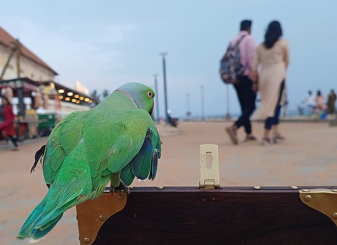 Animal welfare group rescues rare parrots from fortune tellers in Kochi