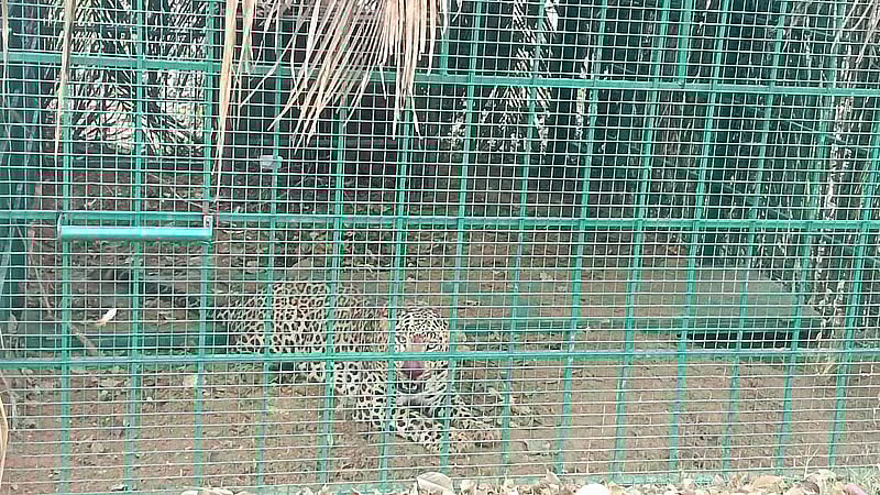 Two leopards captured in two days after woman killed on outskirts of ...