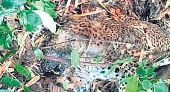 Leopard found dead, electrocution suspected