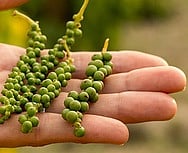 Puducherry scientist develops high-yielding pepper variety