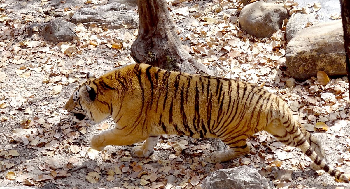 Man-eating tigers keep dominance in captivity